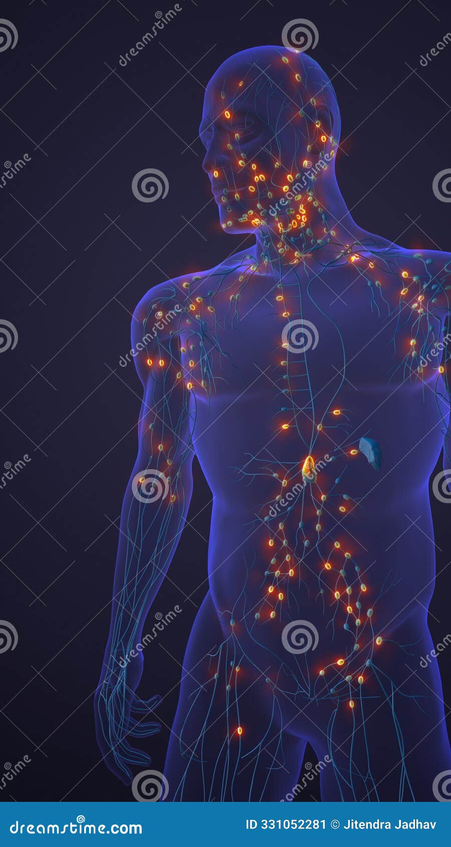 Human Lymphatic Vessel Pathway and Immune Support System Stock ...