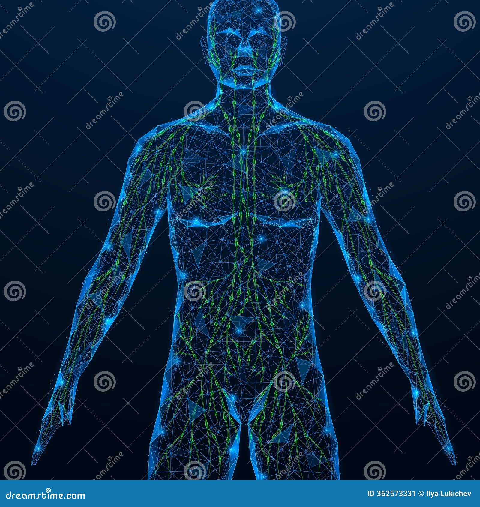 Human Lymphatic Vascular And Circulatory System. Cartoon Vector ...