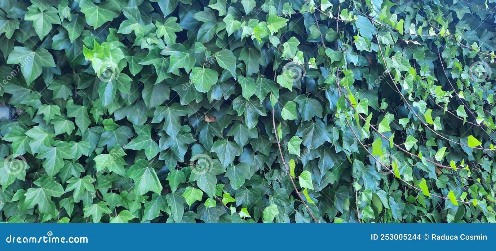 Human made green fence stock photo. Image of fence, produce - 253005244