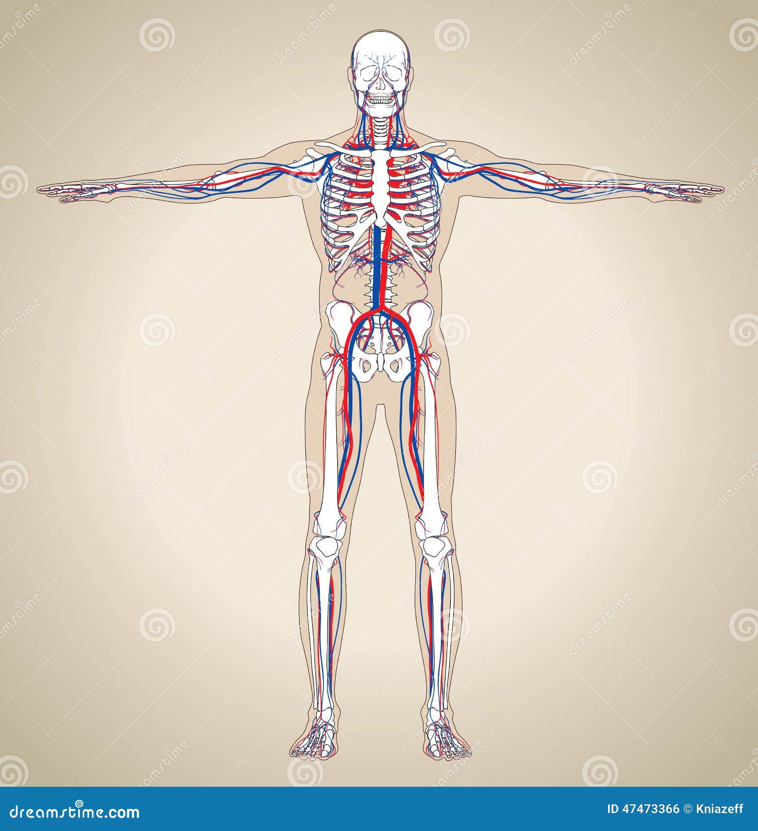 Human (male) Circulatory System Vector Illustration | CartoonDealer.com ...
