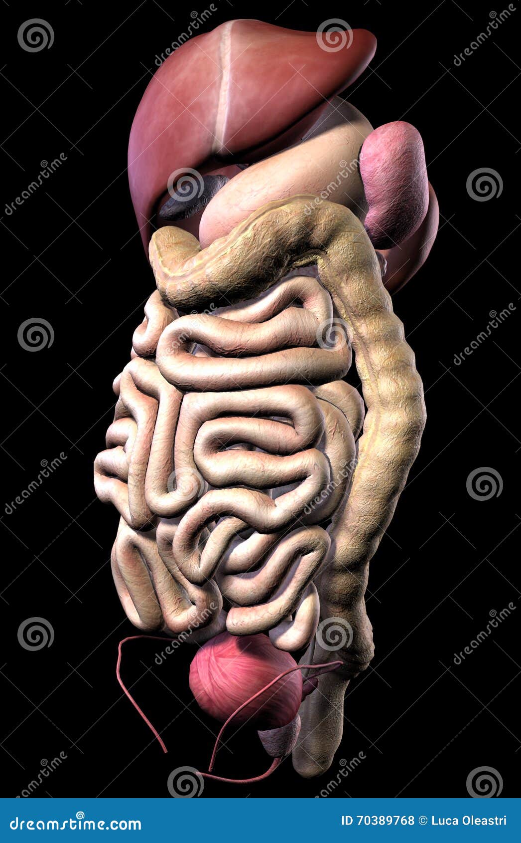 Human Male Digestive System Internal Organs Stock Illustrations – 1,966 ...