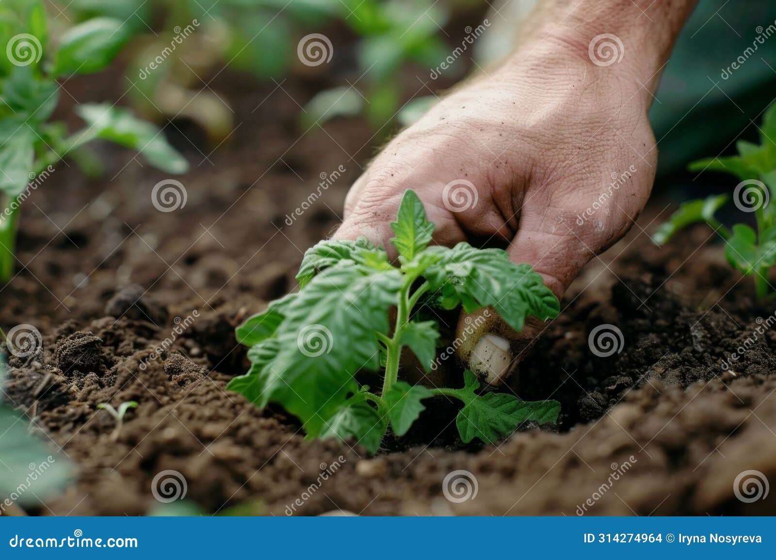 Human Male Hand Plants Tomato Seedling in the Soil. Generated by AI ...