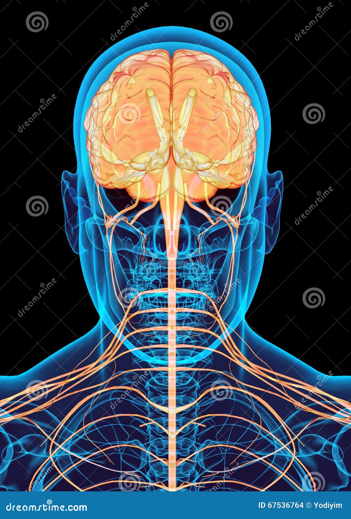 Human male nerve system. stock illustration. Illustration of nucleon ...