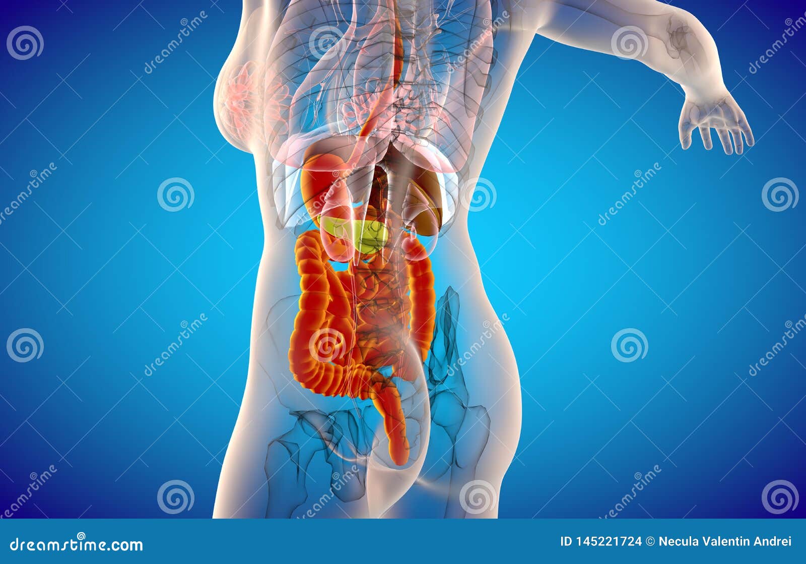 3D Human Male X-ray Digestive System Stock Illustration - Illustration ... 3D Human Male X-ray Digestive System Stock Illustration - Illustration ...