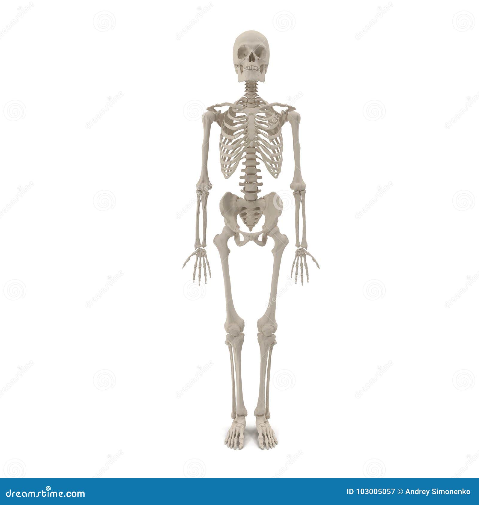 Human Male Skeleton Standing Pose on White. 3D Illustration Stock ...