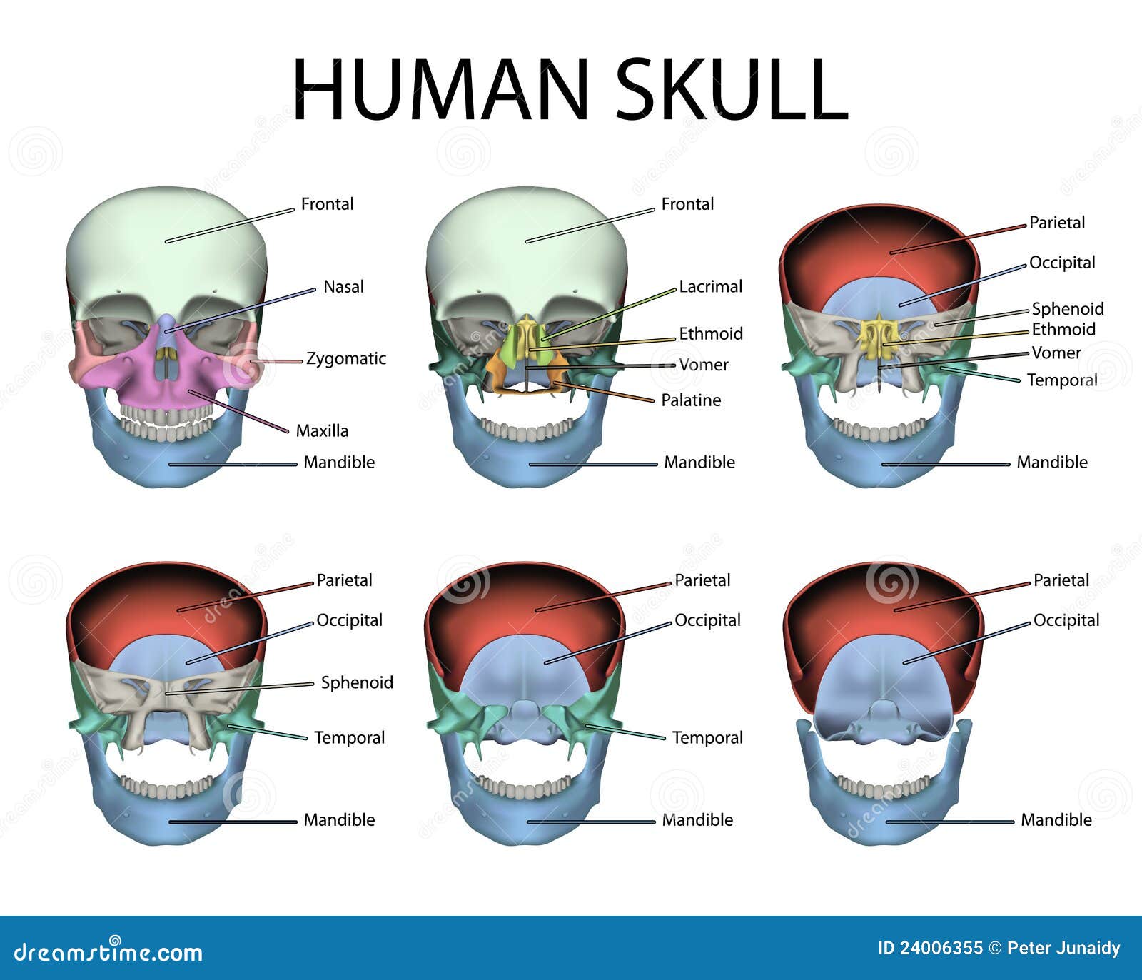 Human Male Skull Parts stock illustration. Illustration of human - 24006355