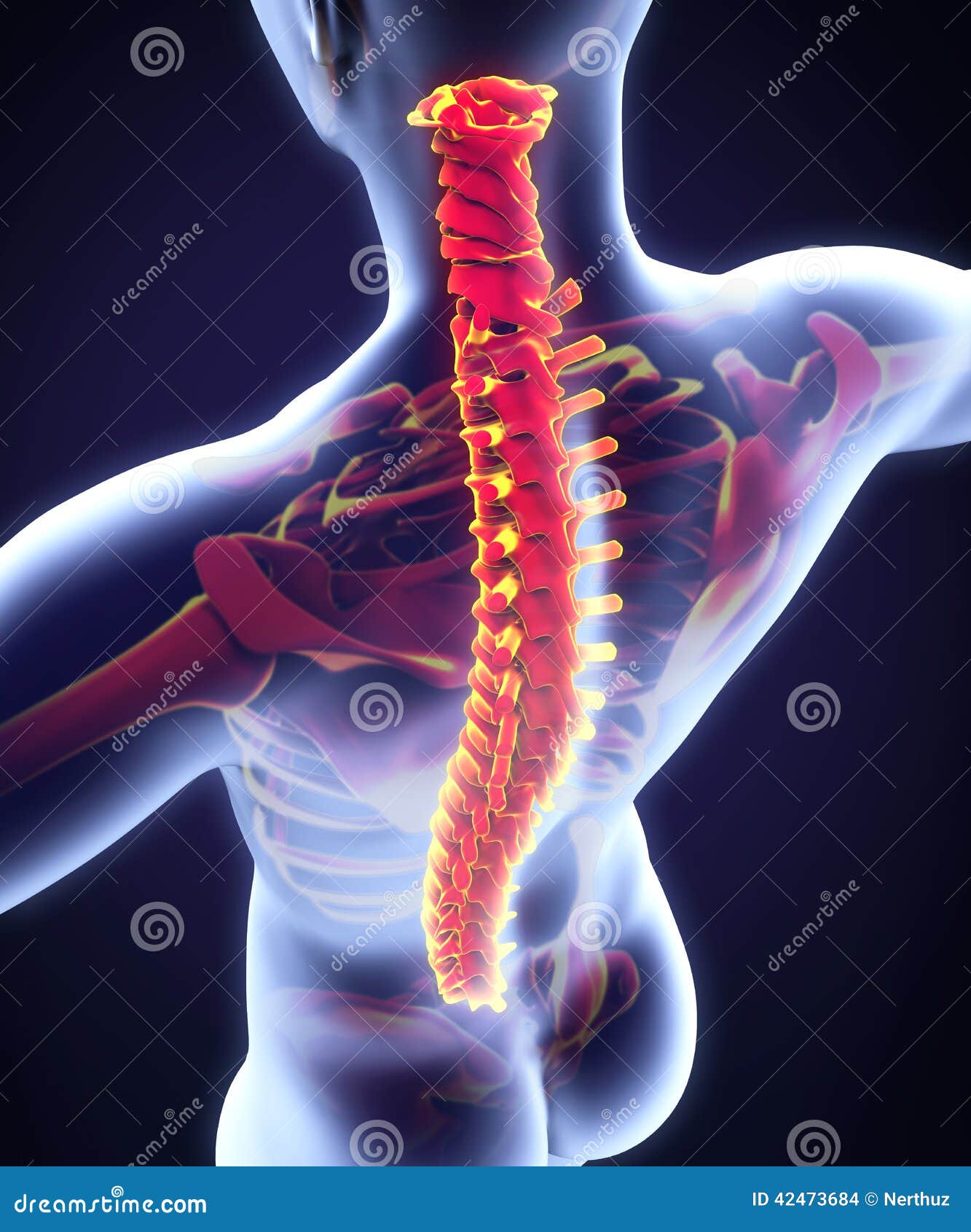 Human Male Spine Anatomy stock illustration. Illustration of backache ...