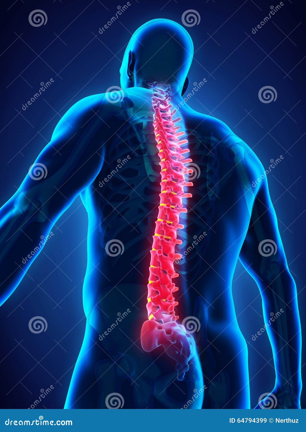 Human Male Spine Anatomy stock illustration. Illustration of muscle ...