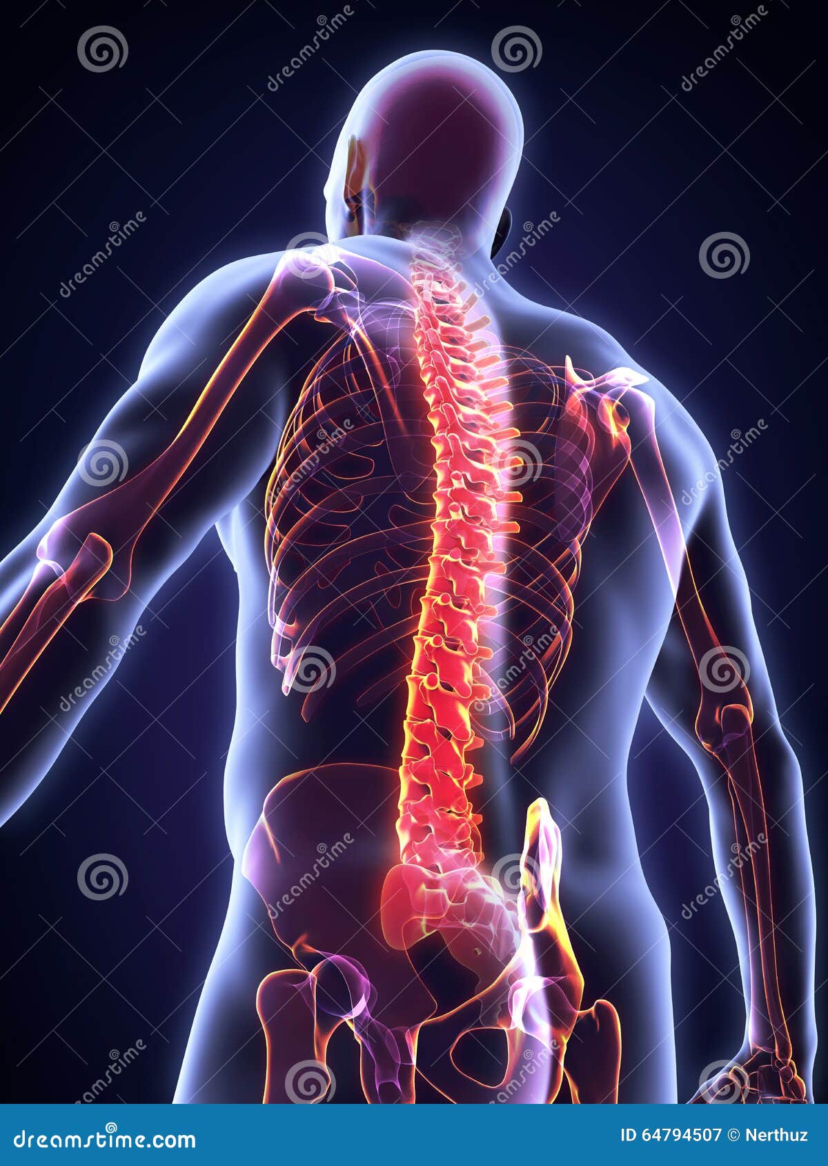 Human Male Spine Anatomy stock illustration. Illustration of bone ...