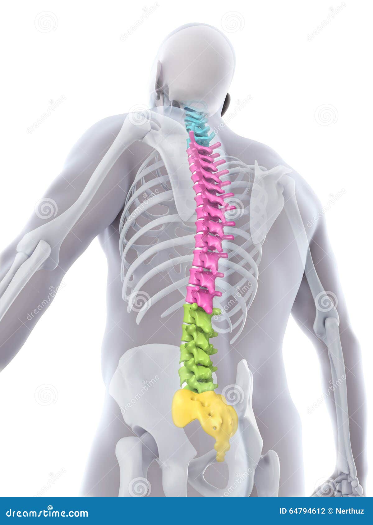 Human Male Spine Anatomy stock illustration. Illustration of pain ...