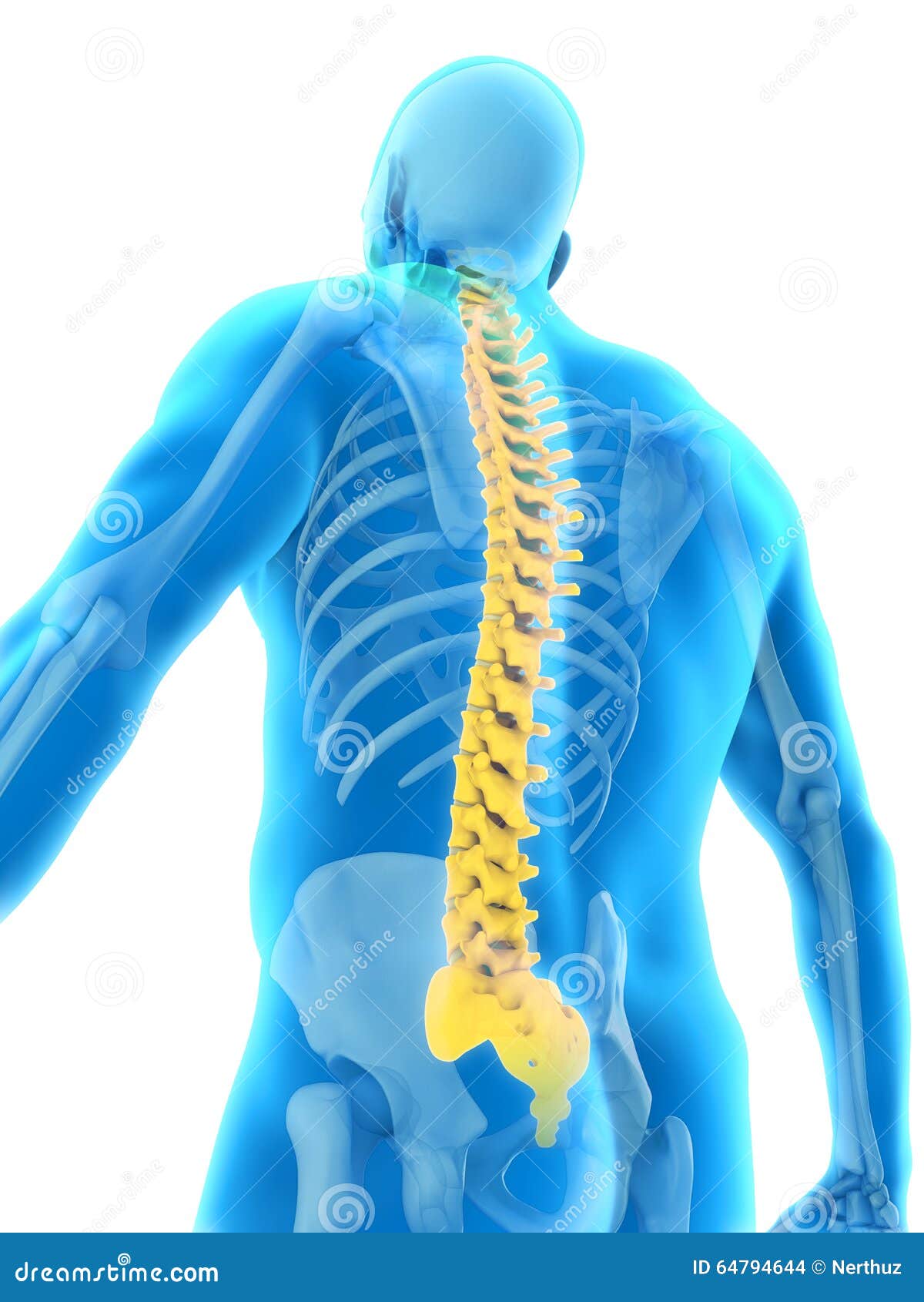 Human Male Spine Anatomy stock illustration. Illustration of adult ...