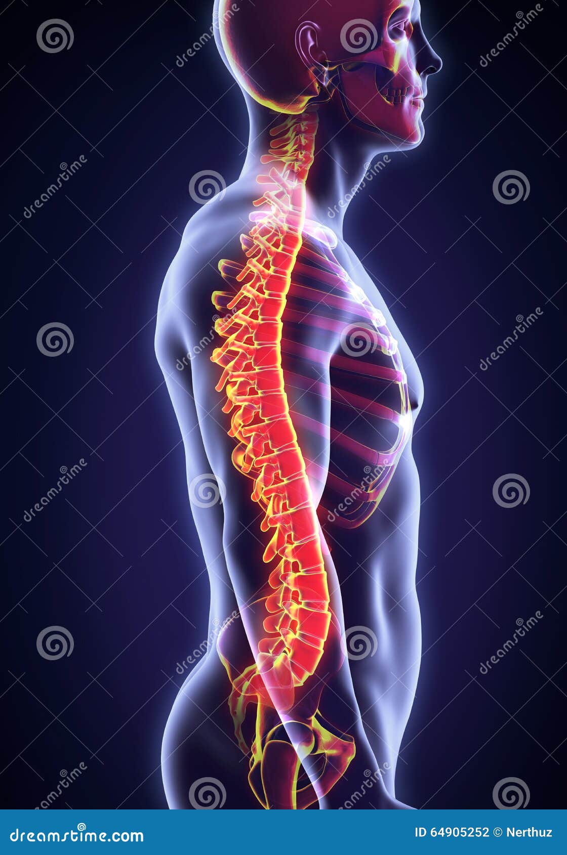 Spine Anatomy Realistic Chart Cartoon Vector | CartoonDealer.com #175102497 Spine Anatomy Realistic Chart Cartoon Vector | CartoonDealer.com #175102497