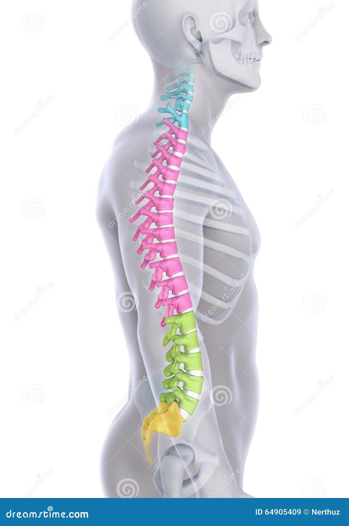 Human Male Spine Anatomy stock illustration. Illustration of painful ...