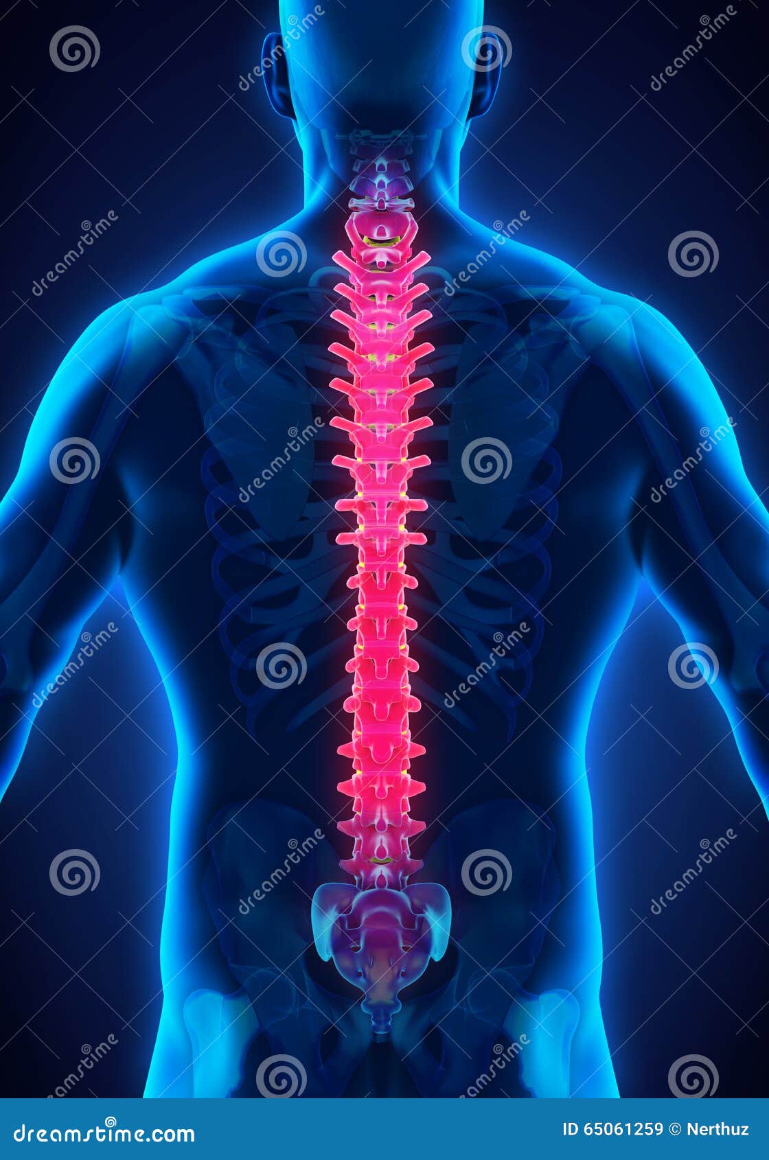 Human Male Spine Anatomy stock illustration. Illustration of bones ...