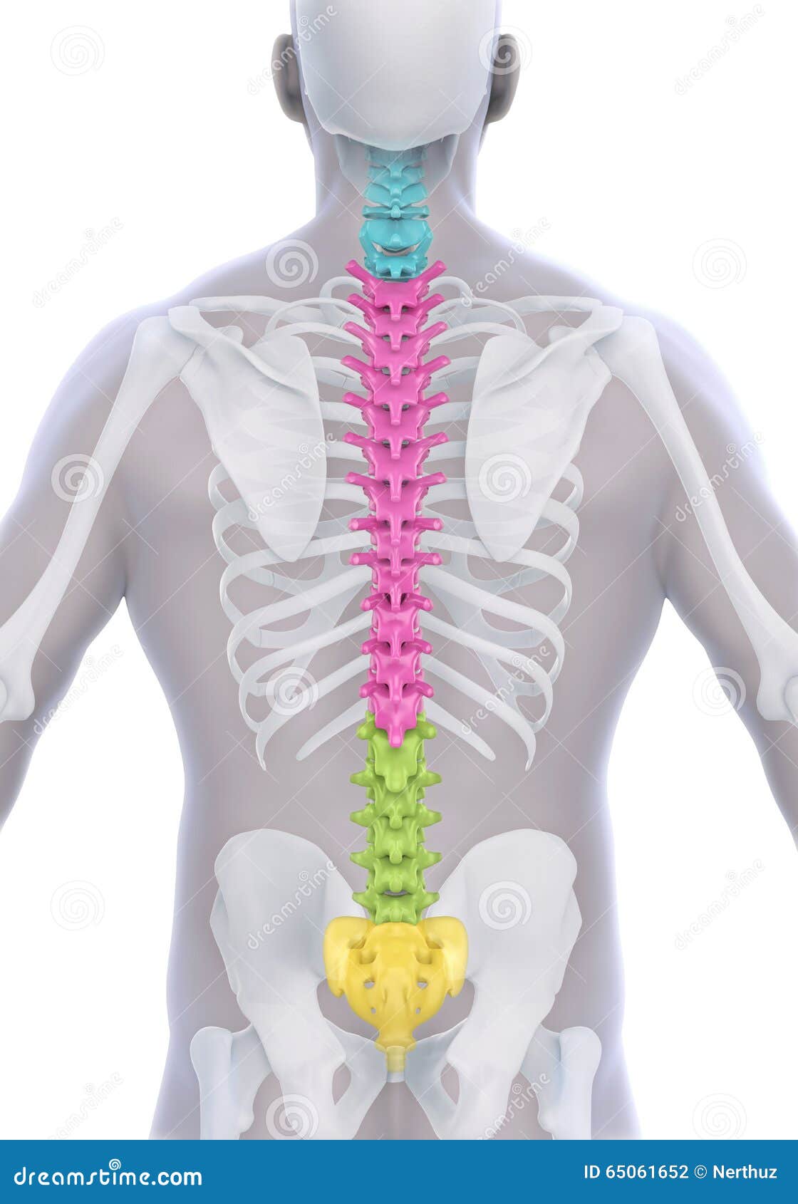 Human Male Spine Anatomy stock illustration. Illustration of medicine ...