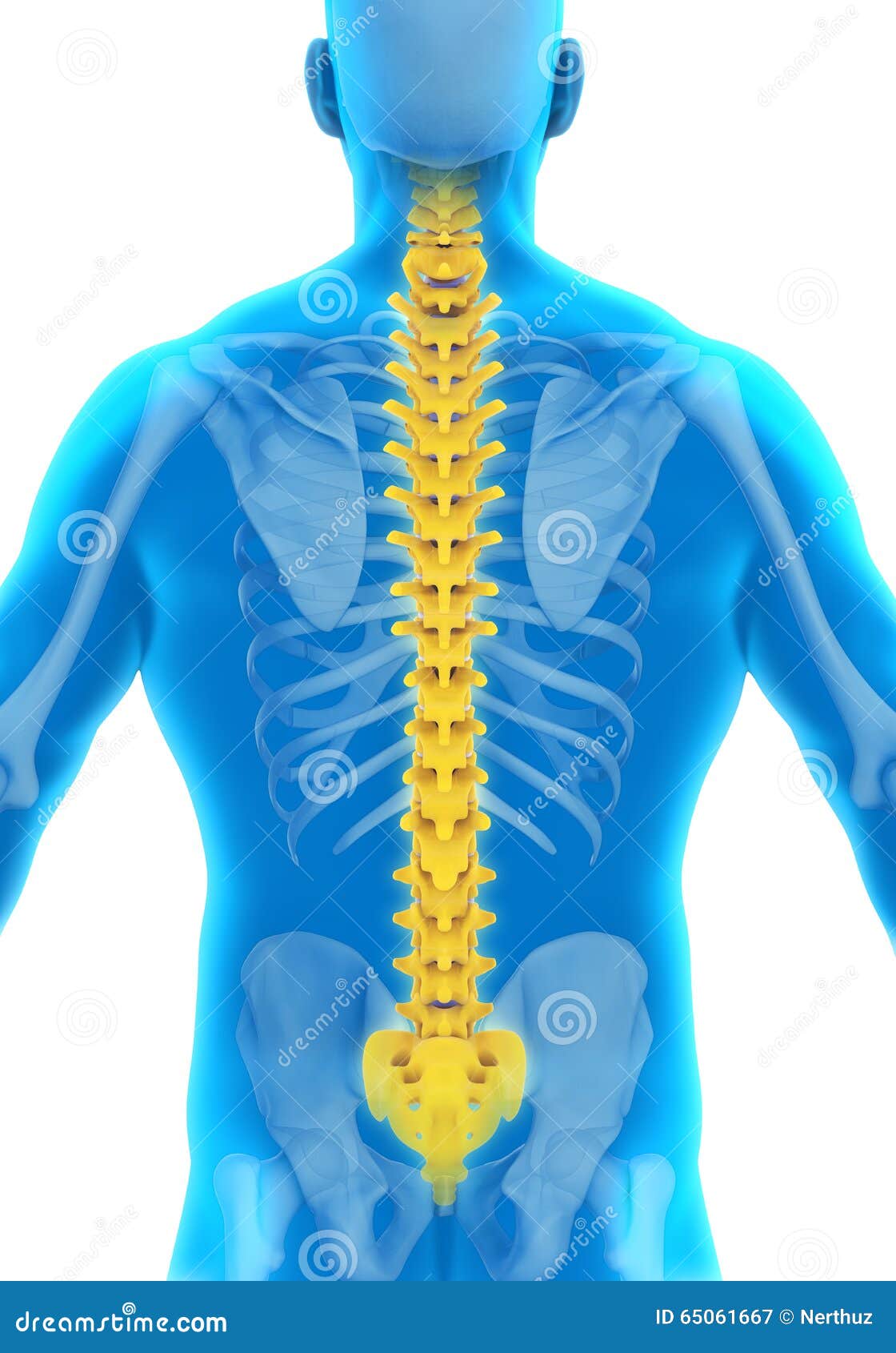 Human Male Spine Anatomy stock illustration. Illustration of anatomy ...