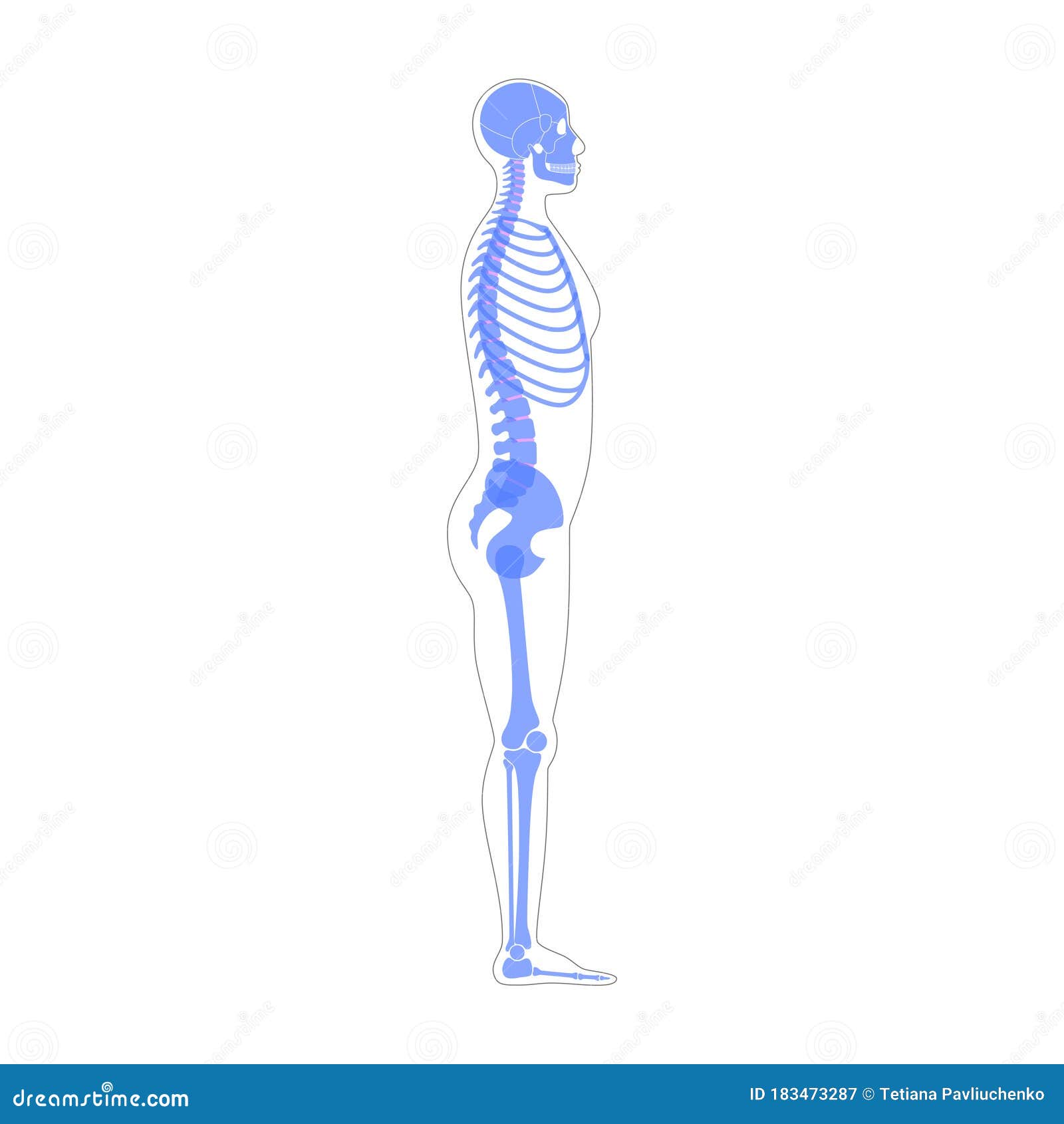 Human man skeleton anatomy stock vector. Illustration of pelvis - 183473287