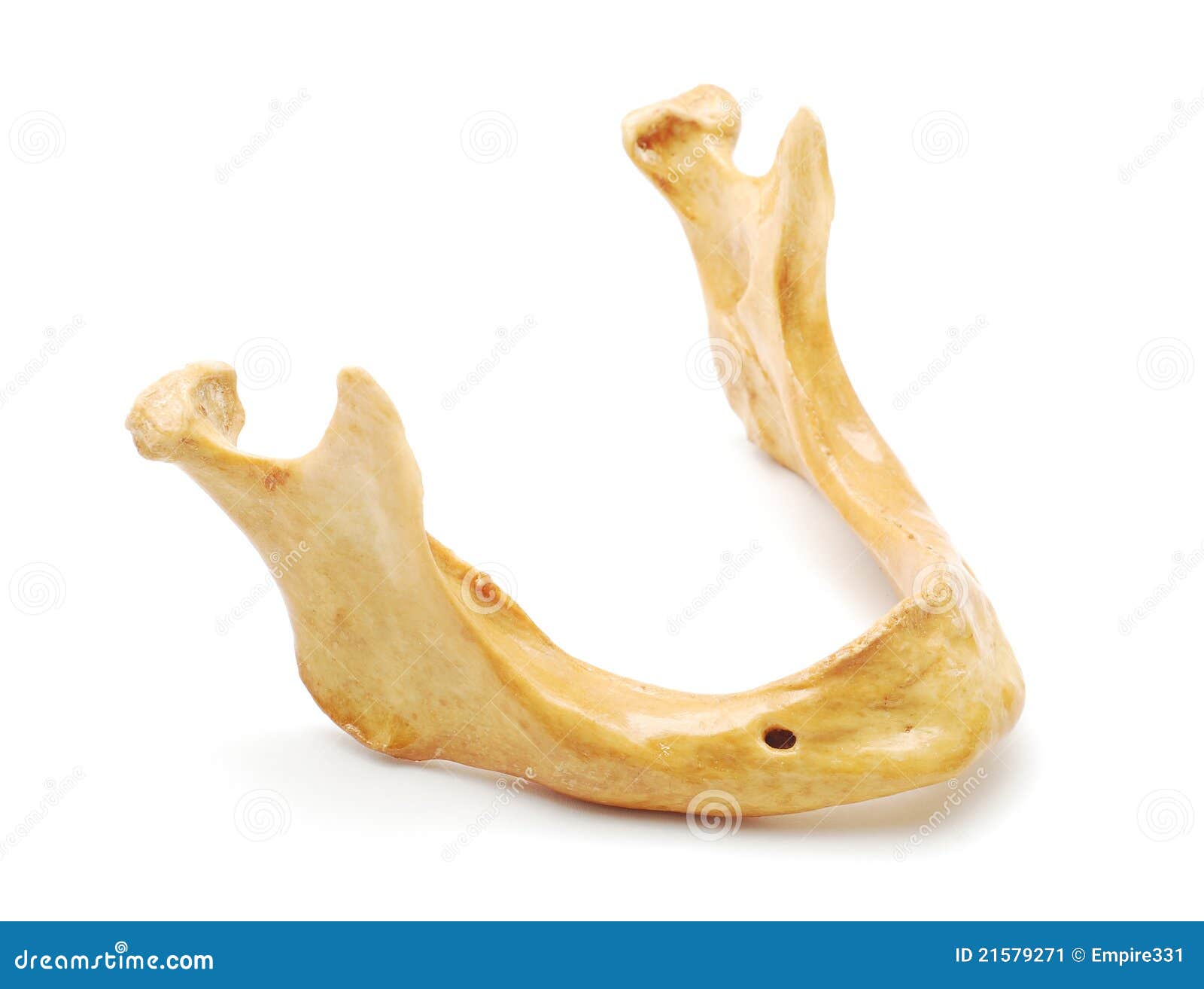 Human Mandible Bone Model On White Background Stock Photo ...