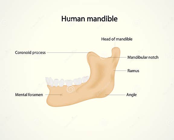 Human mandible stock vector. Illustration of mouth, anatomy - 27049614
