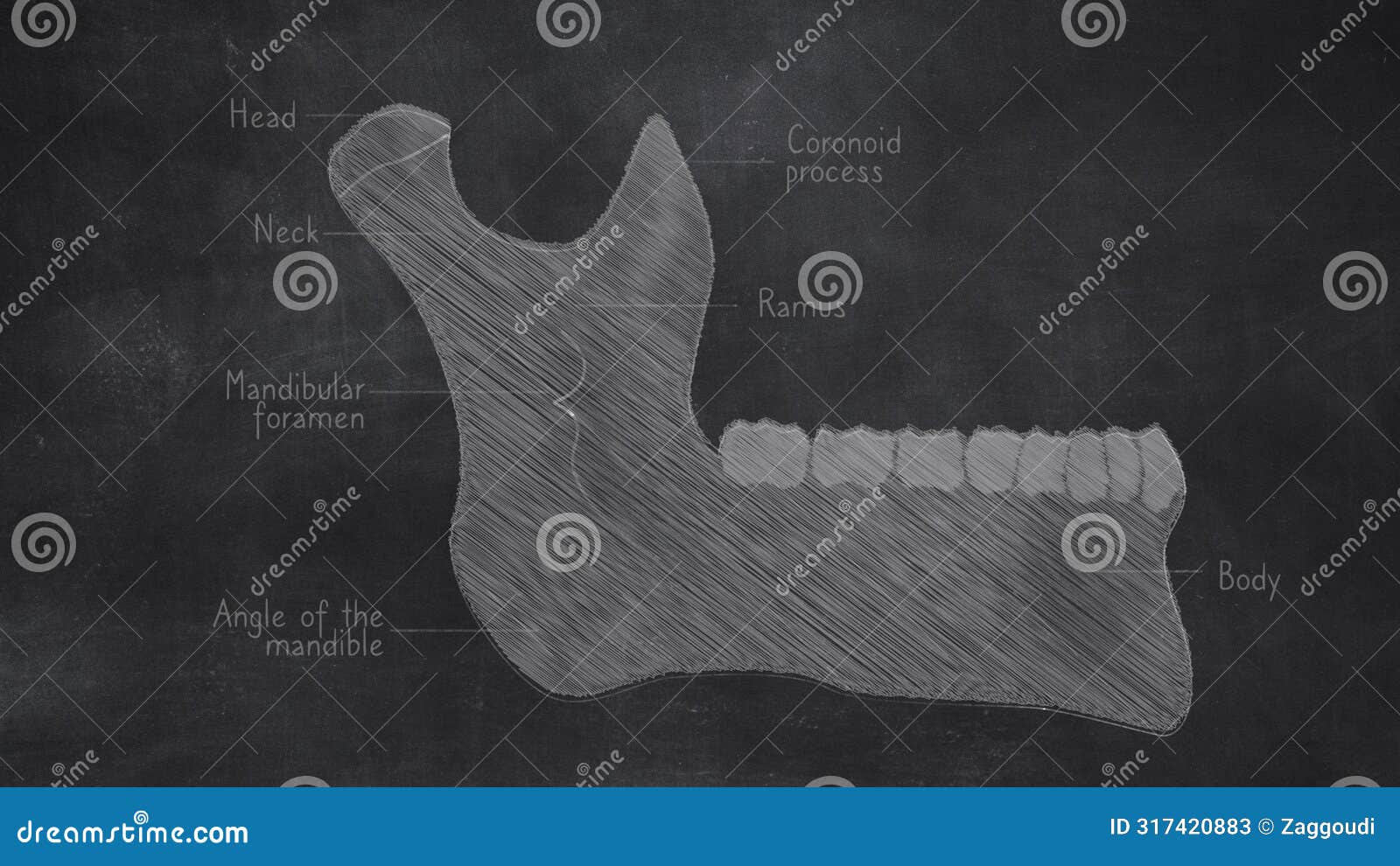 Human Mandible Anatomy Hand Drawn on Chalkboard Stock Image - Image of ...