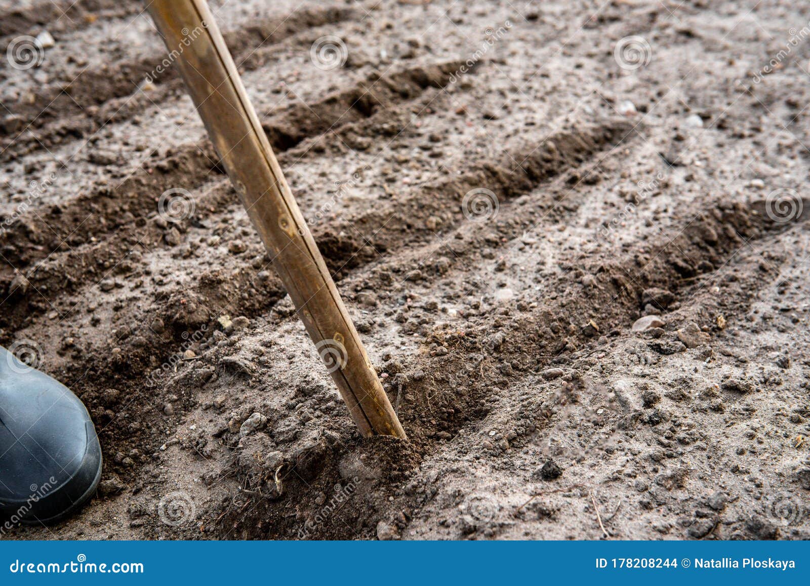 Human Marks the Soil with a Stick for Planting Stock Photo - Image of ...