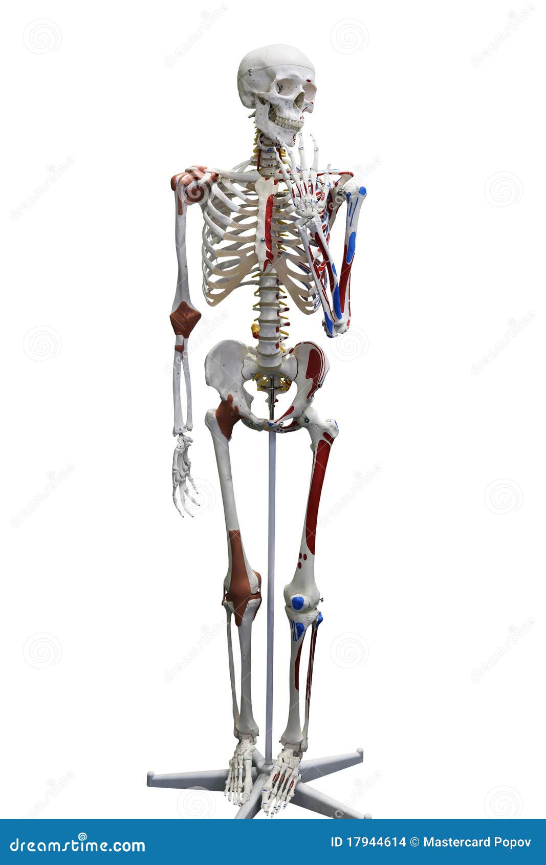 Human medical skeleton stock photo. Image of concepts - 17944614