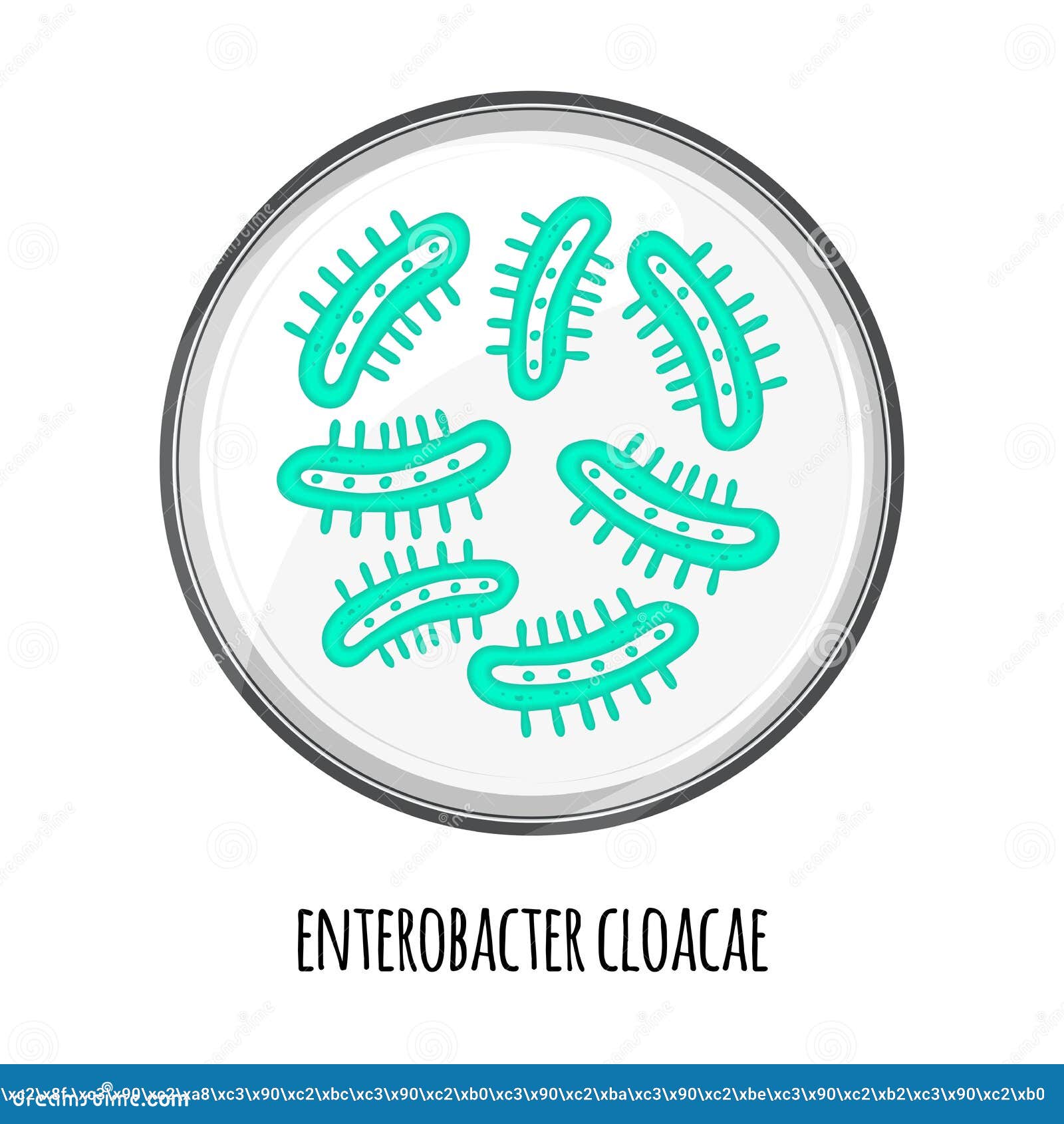 The Human Microbiome of Enterobacter Cloacae in a Petri Dish. Vector ...