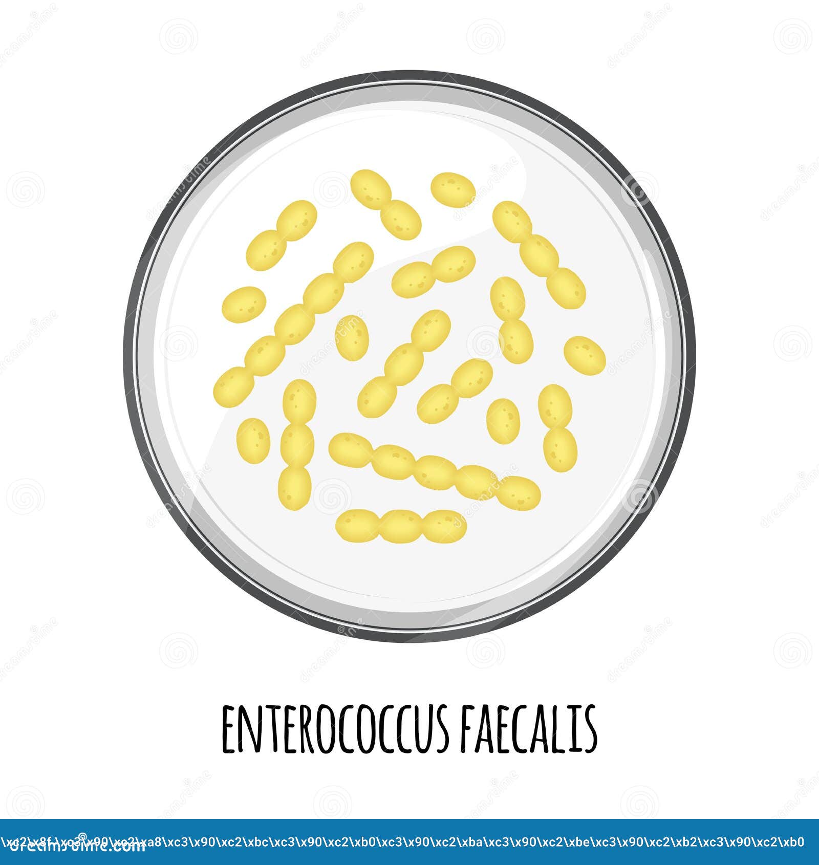 The Human Microbiome of Enterococcus Faecalis in a Petri Dish. Vector ...