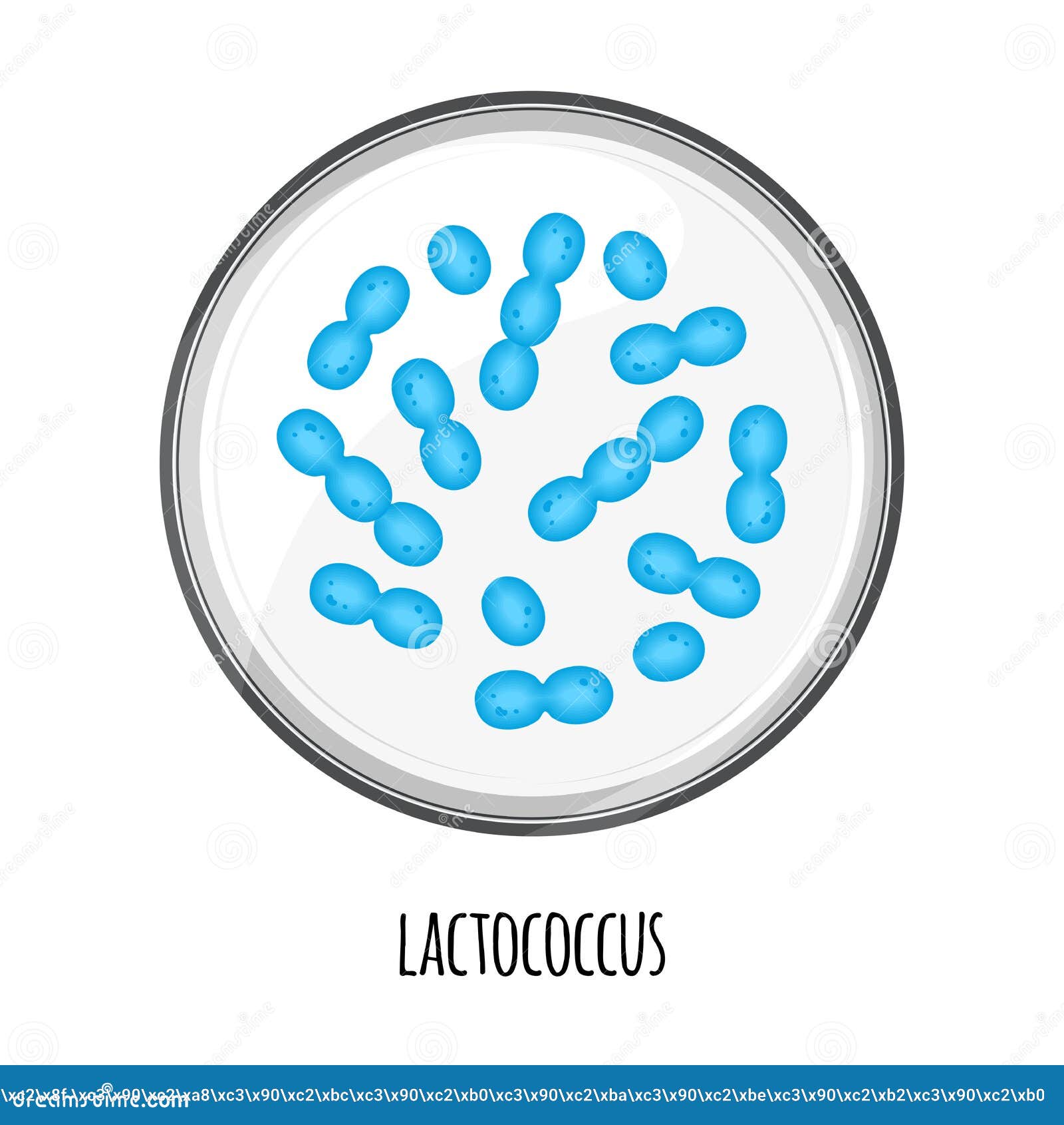 The Human Microbiome Of Lactococcus In A Petri Dish. Vector Image ...
