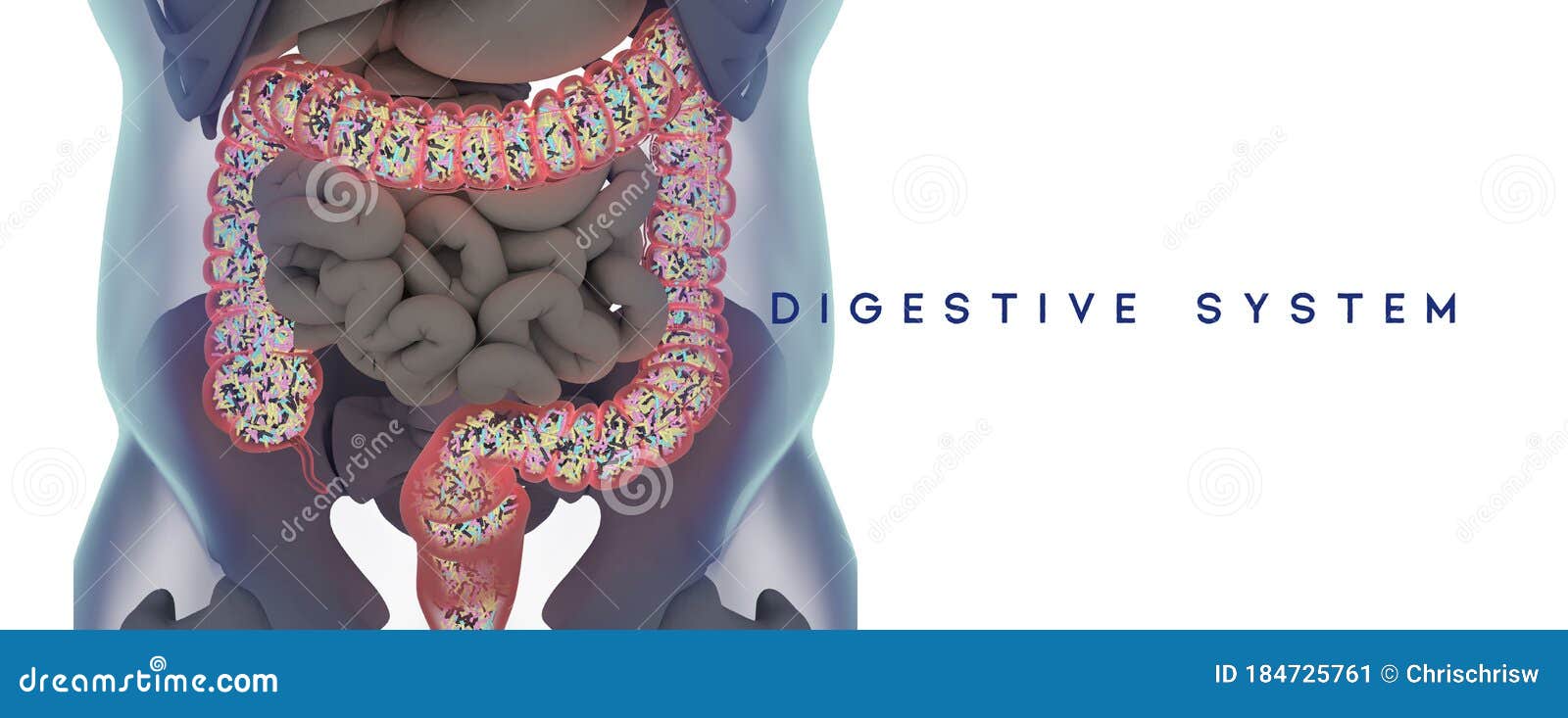 Human Microbiome Large Intestine Filled with Bacteria. Title ...