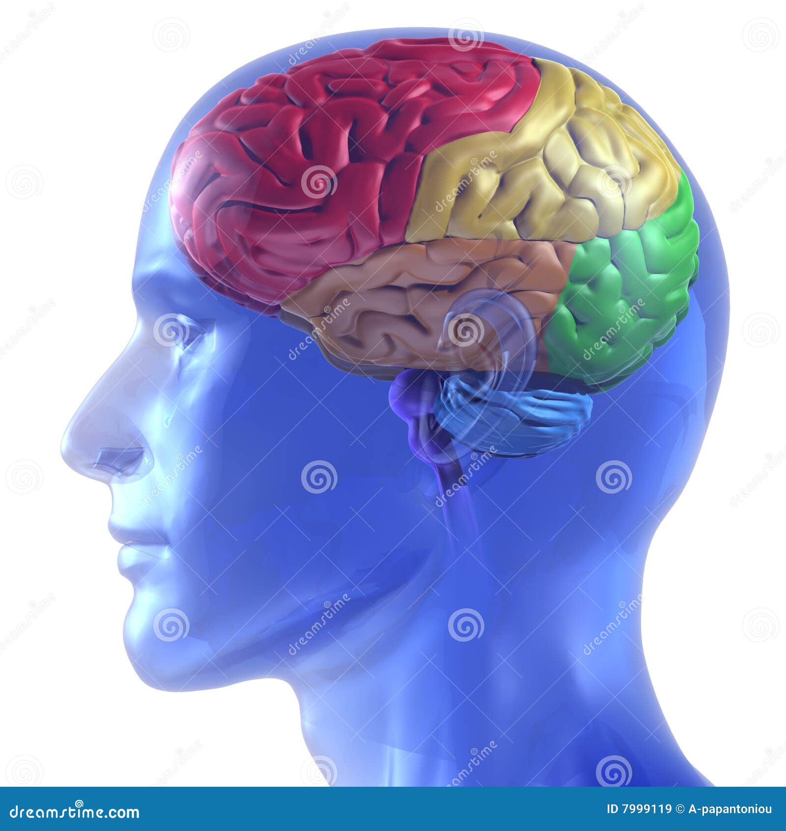 Human Mind stock illustration. Illustration of physiology - 7999119