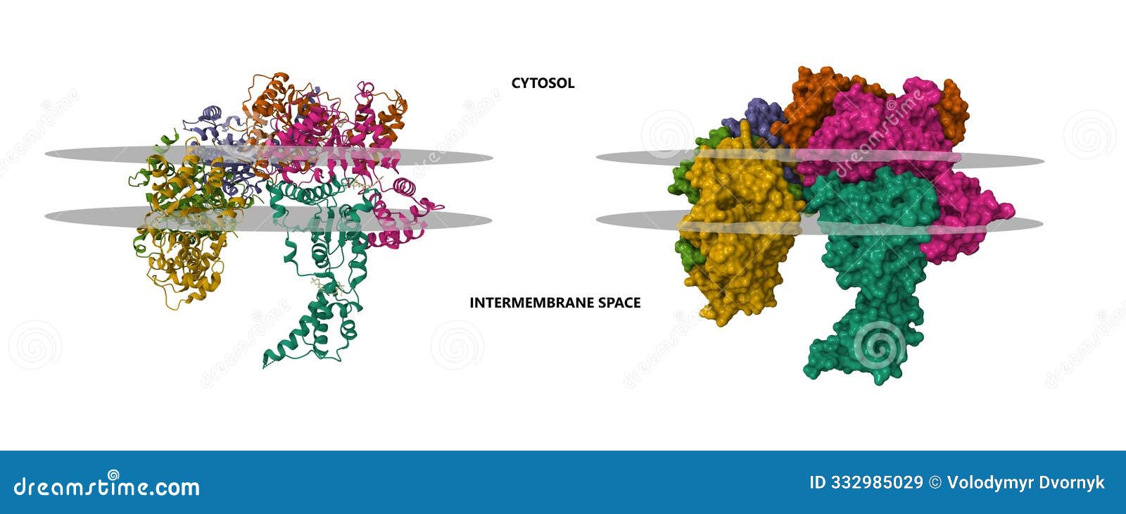 Conformation Cartoons, Illustrations & Vector Stock Images - 637 ...