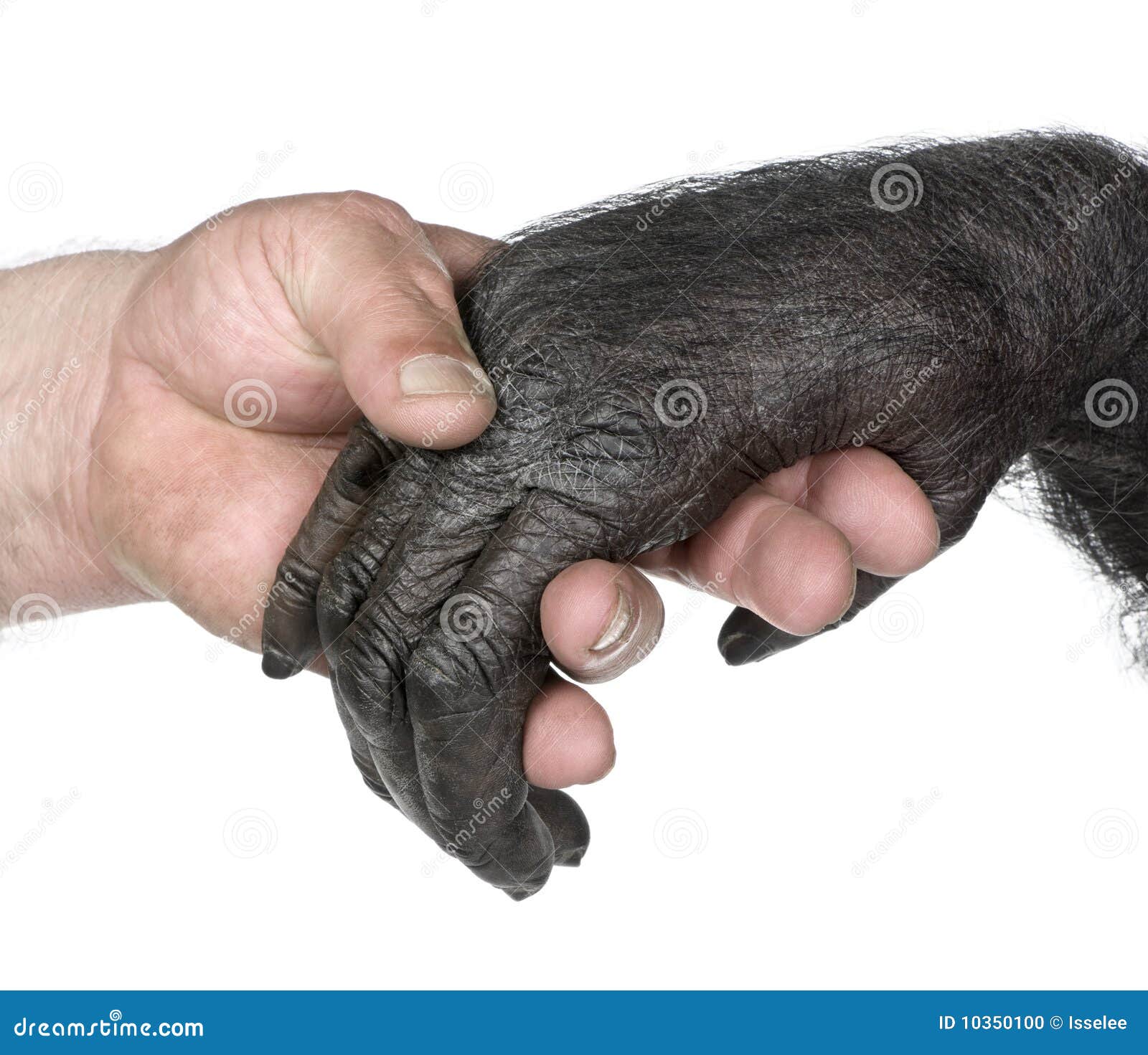 Monkeys Holding Hands