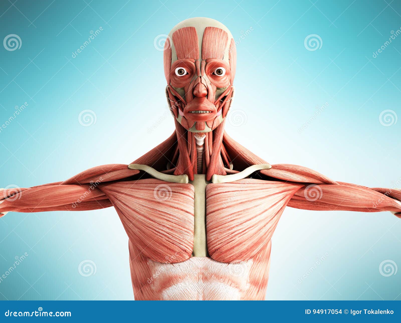 Human Muscle Anatomy 3d Render on Blue Front Stock Illustration ...