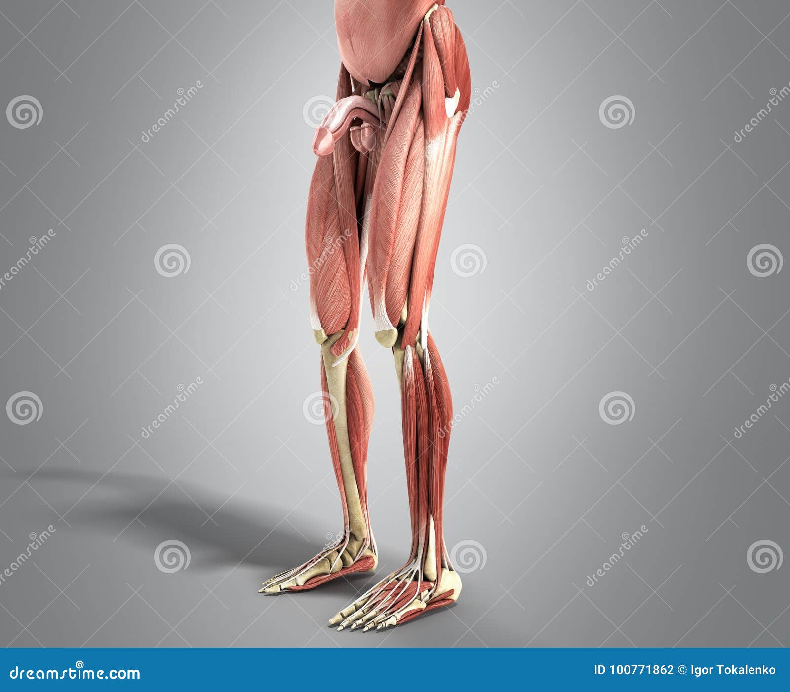 Human Muscle Anatomy 3d Render on Grey Stock Illustration ...