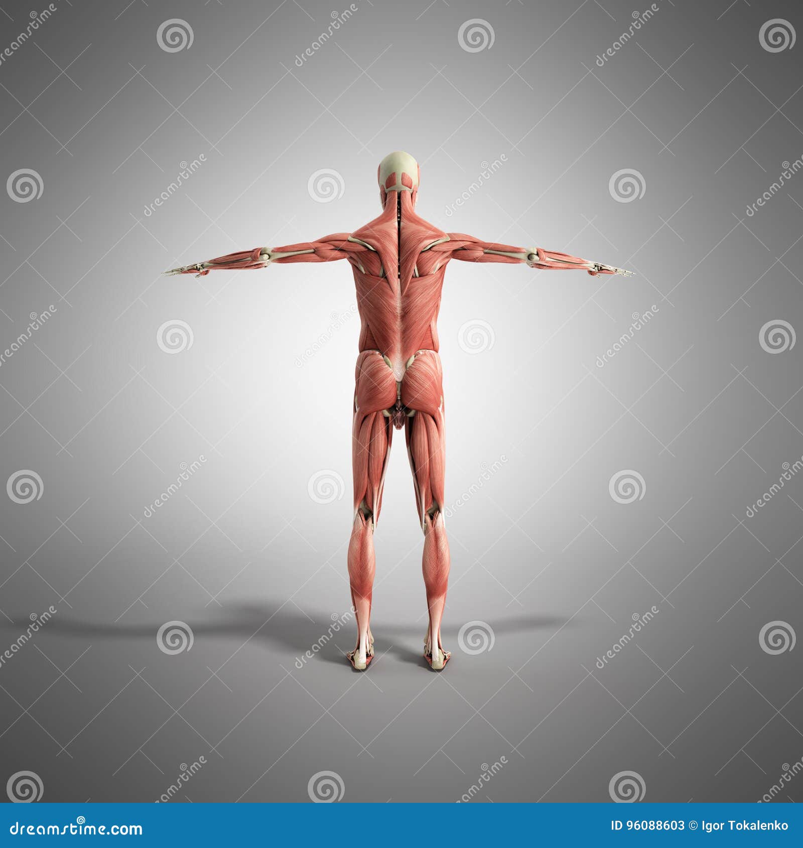 Human Muscle Anatomy 3d Render on Grey Stock Illustration ...
