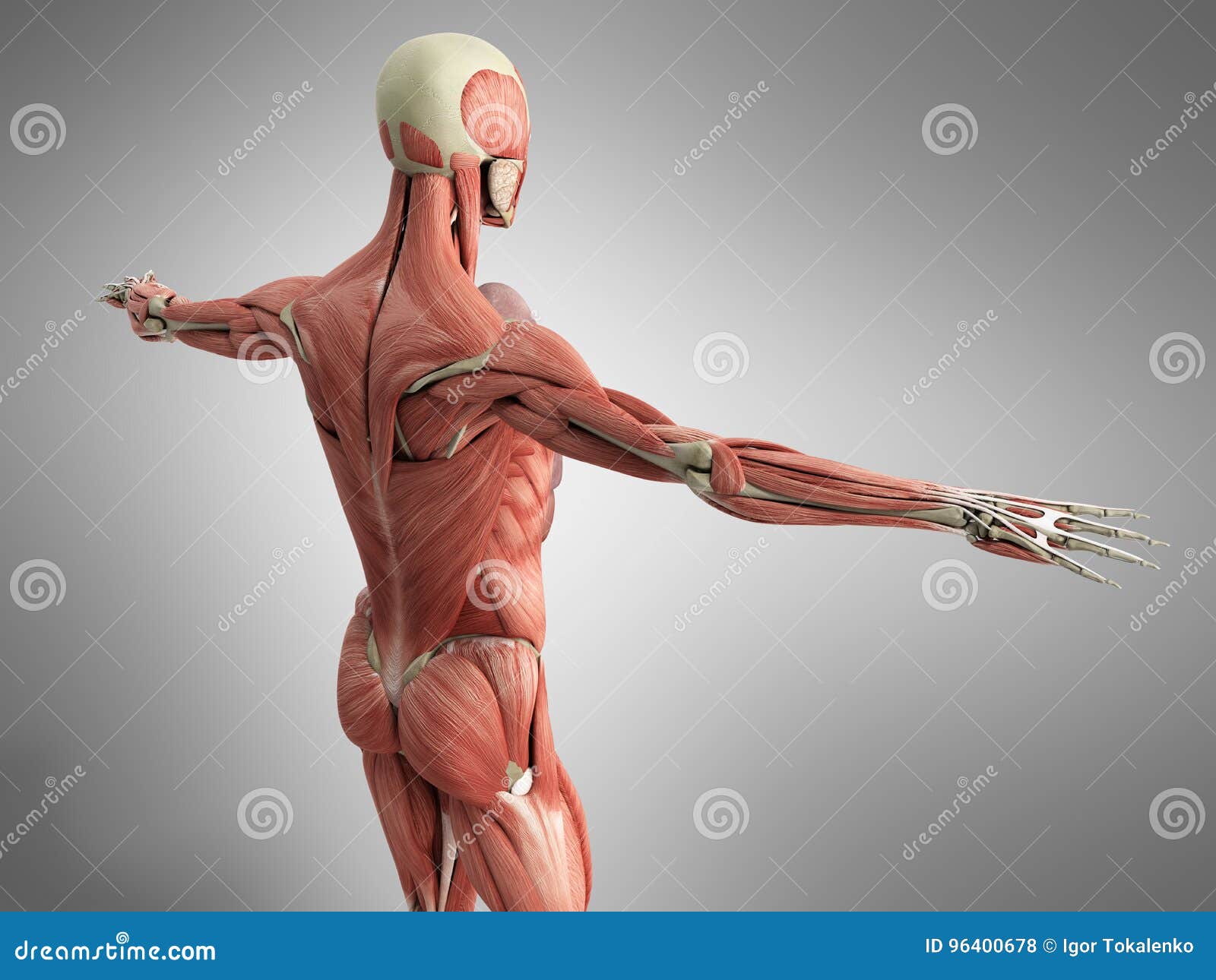 Human Muscle Anatomy 3d Render on Grey Stock Illustration ...