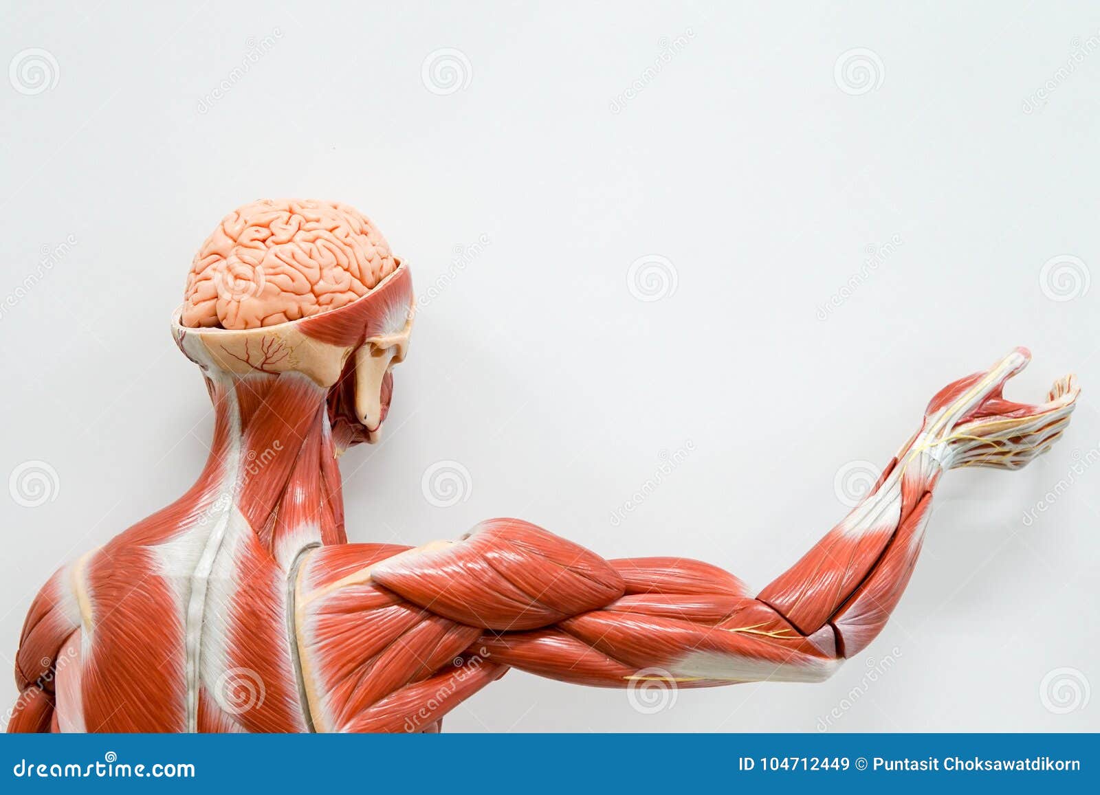 Muscle Man Anatomy Royalty-Free Stock Photo | CartoonDealer.com #1244463