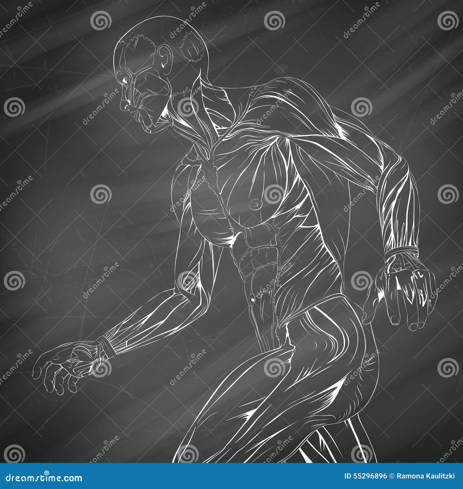 Human Muscle Anatomy stock illustration. Illustration of drawn - 55296896