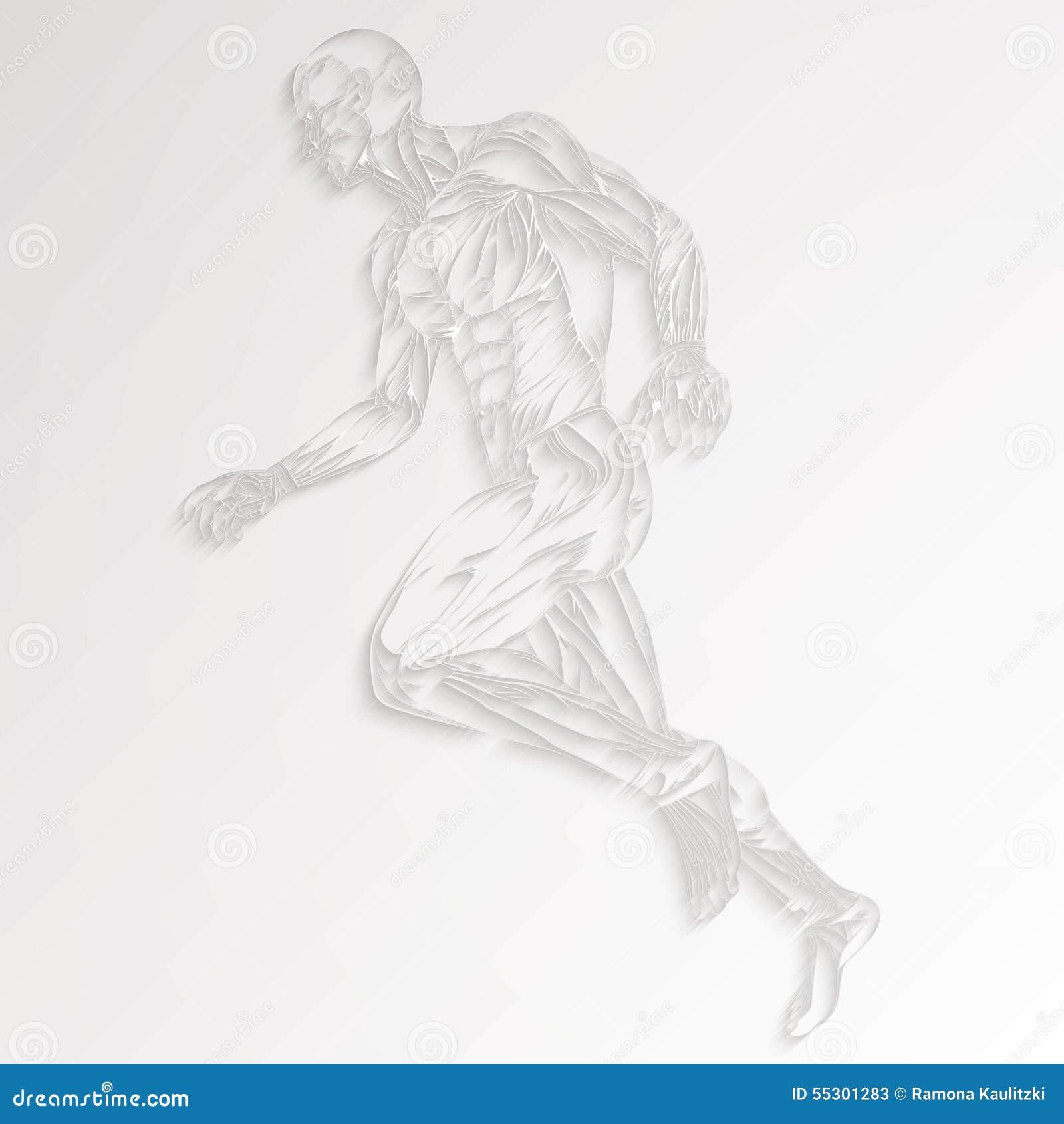 Human Muscle Anatomy stock illustration. Illustration of adult - 55301283