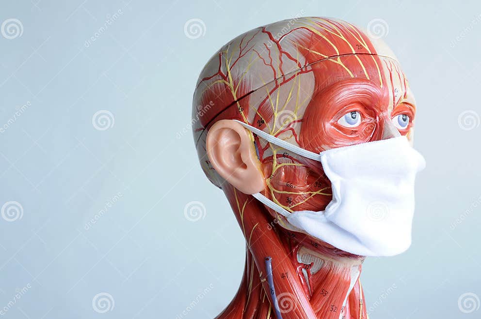 Human muscle stock photo. Image of healthy, masseter - 43290126
