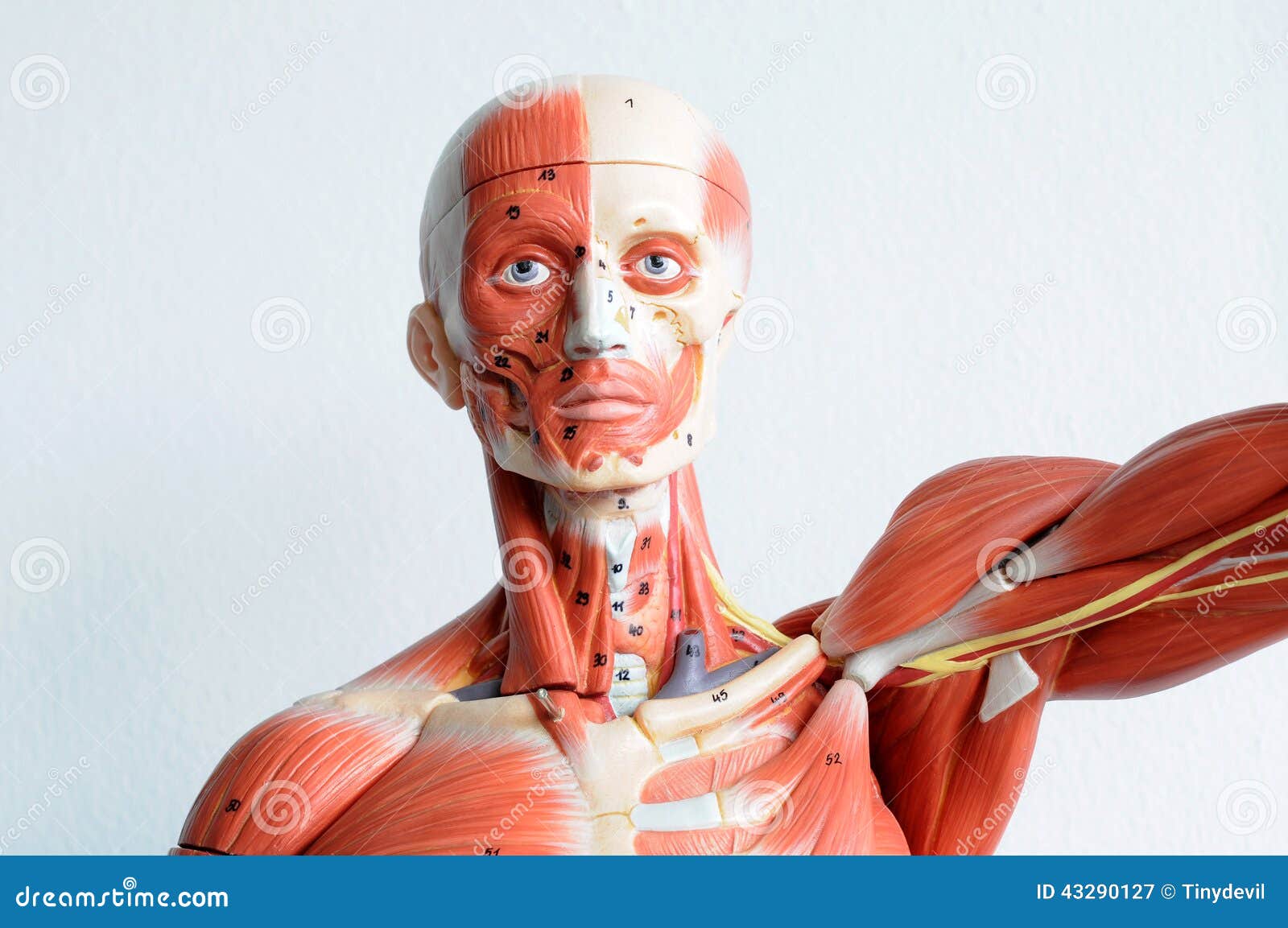 Human Muscle Anatomy Model Royalty-Free Stock Photography ...
