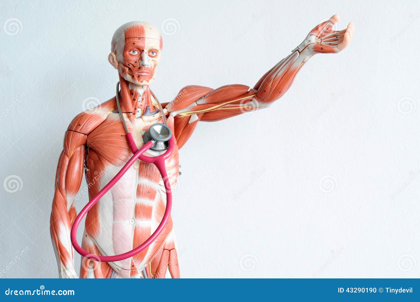 Human muscle stock photo. Image of fitness, gluteus, abdominals - 43290190