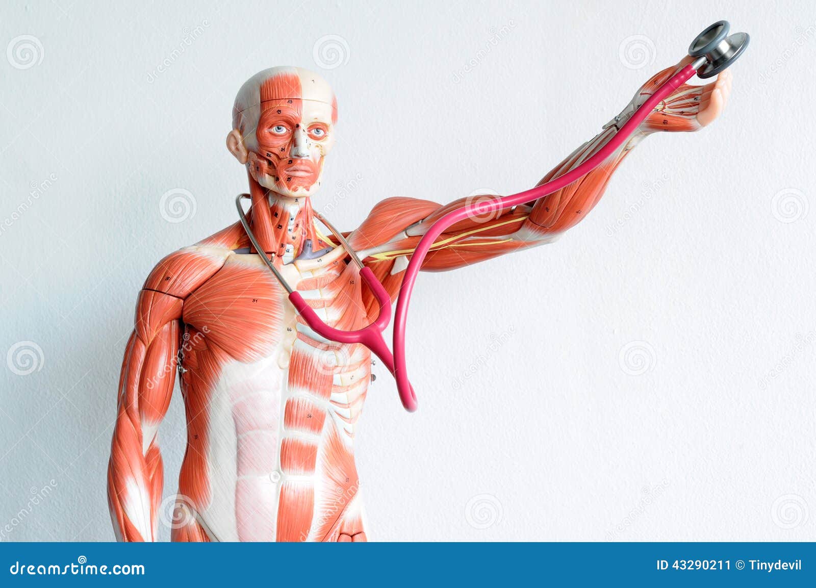 Human muscle stock image. Image of anatomical, human - 43290211