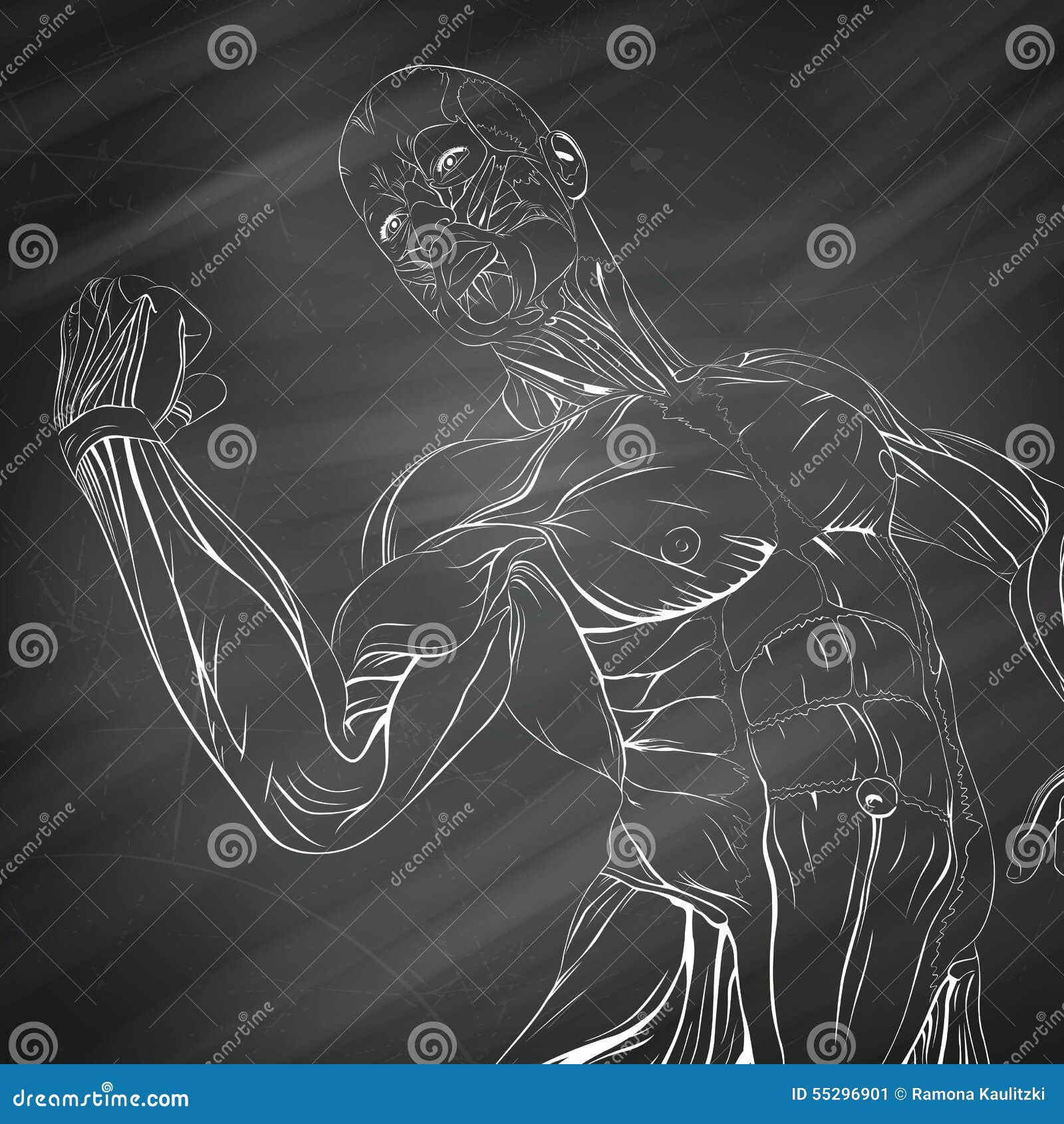 Human Muscle Anatomy stock illustration. Illustration of natural - 55296901