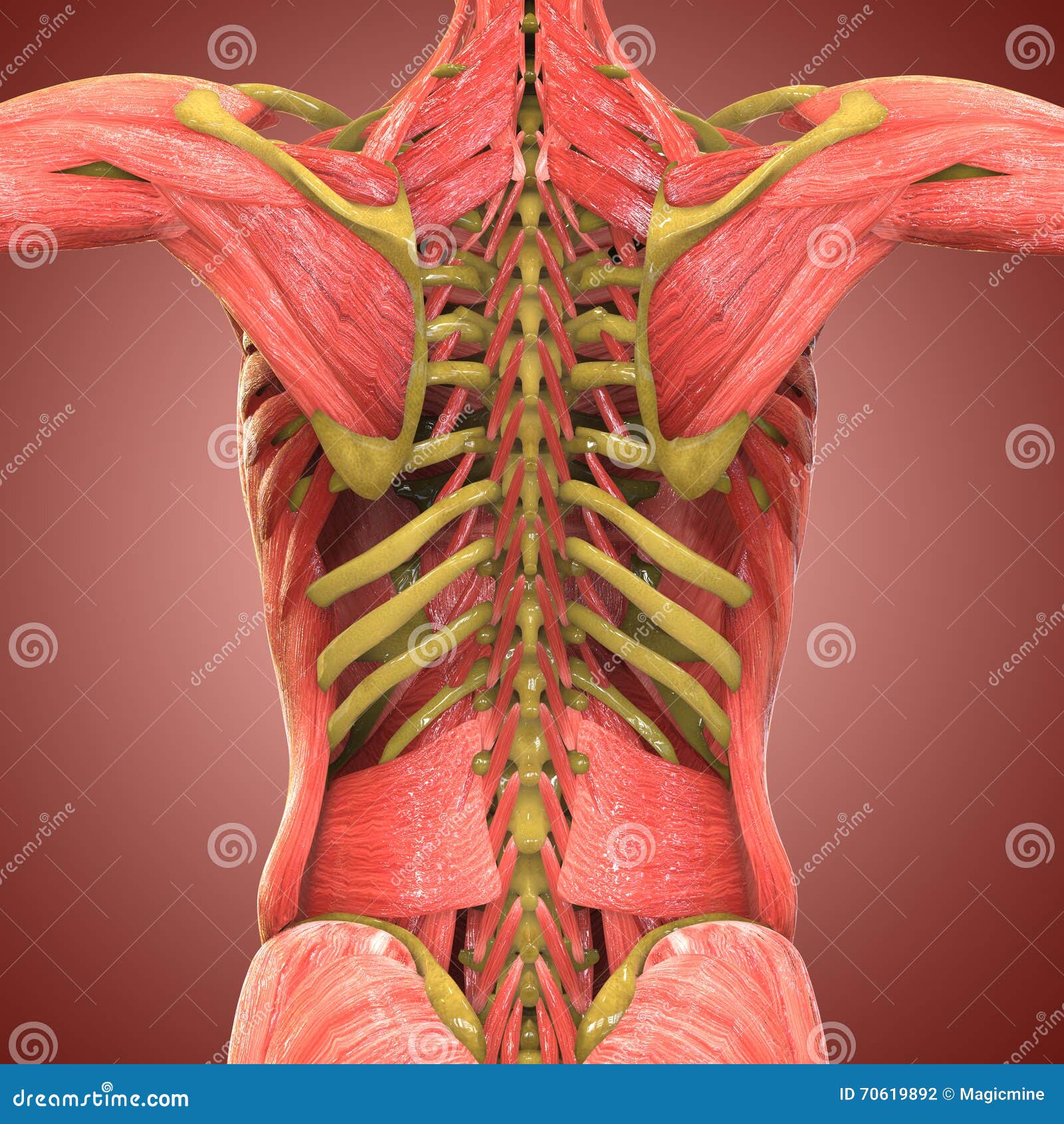 Human Muscle Body Anatomy stock illustration. Illustration of graphic ...