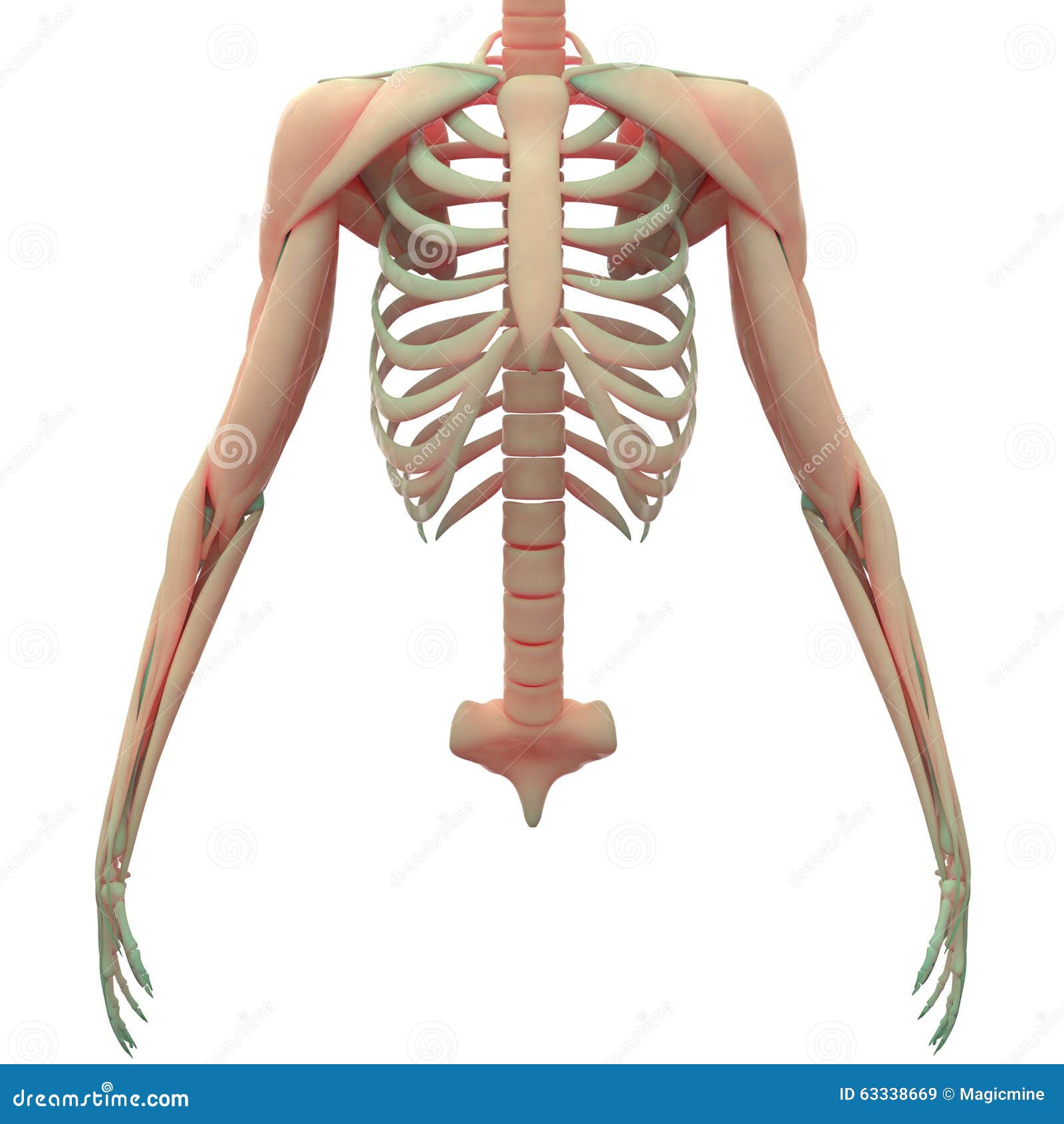 Human Muscle Body with Skeleton Stock Illustration - Illustration of ...