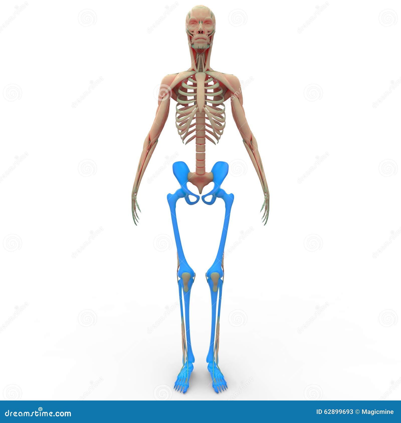 Human Muscle Body with Skeleton Stock Illustration - Illustration of ...