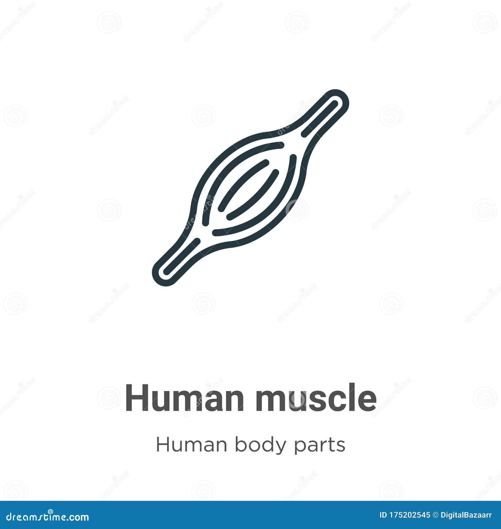 Human Muscle Outline Vector Icon. Thin Line Black Human Muscle Icon ...