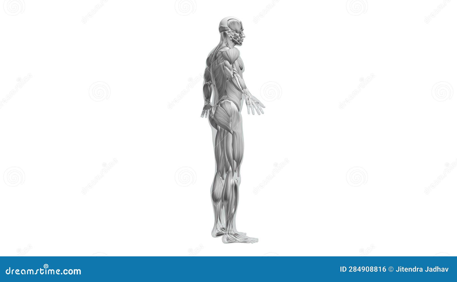 Anatomy of the Human Musclar System Stock Illustration - Illustration ...